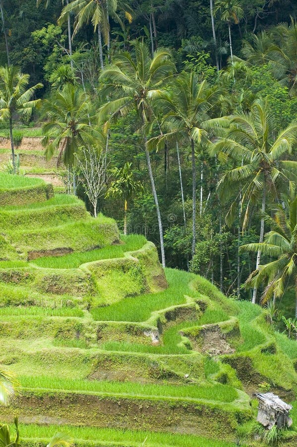 Rice terraces stock photo. Image of lush, highland, food - 1733684