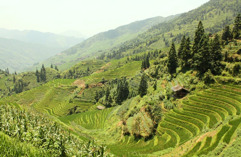 Cascading Flooded Rice Terraces Village Longji Stock Photo - Image of ...