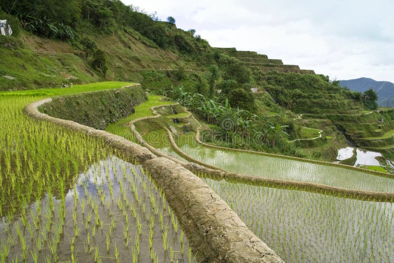Rice terraces stock photo. Image of unesco, travel, heritage - 19401832
