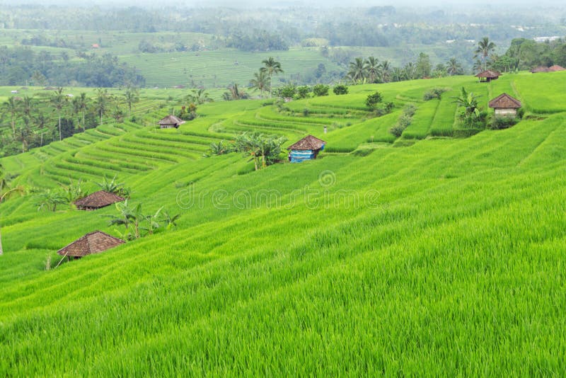 Rice terraces stock photo. Image of natural, food, outdoors - 20416482
