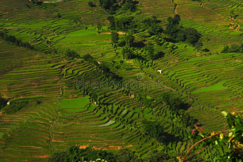 Banaue Rice Terraces , Philippines Stock Image - Image of bali ...