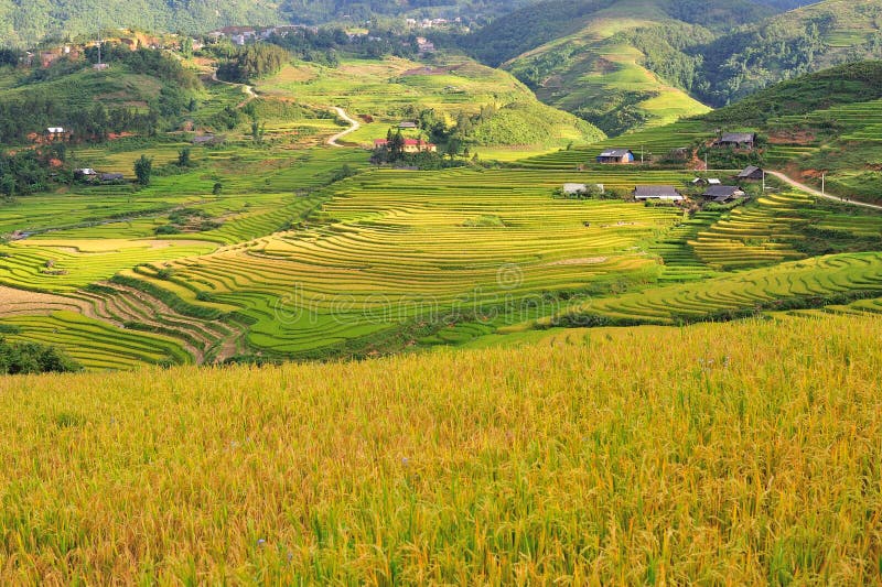 Rice terraces stock image. Image of paddy, agriculture - 32950471