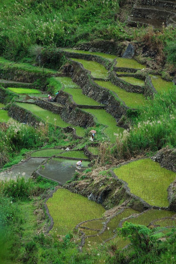 Rice Terraces stock photo. Image of planting, harvest - 4492842