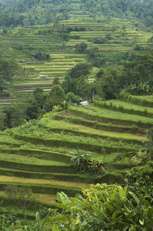 Rice terraces stock image. Image of east, asian, coconut - 528415