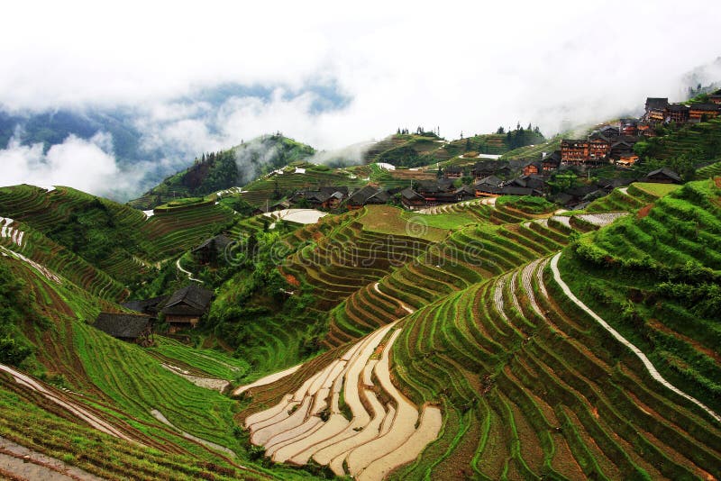 Rice terraces stock image. Image of morning, idyllic, ethnic - 5415741