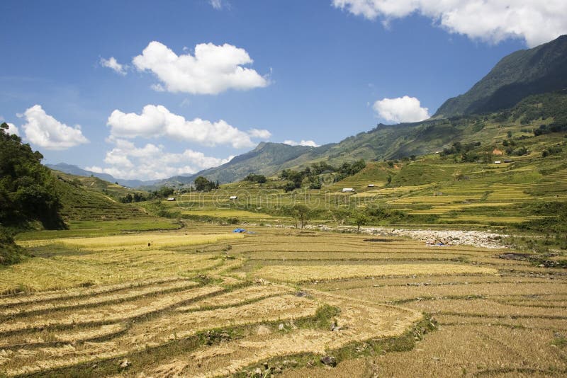 Rice Terraces Picture. Image: 7016867
