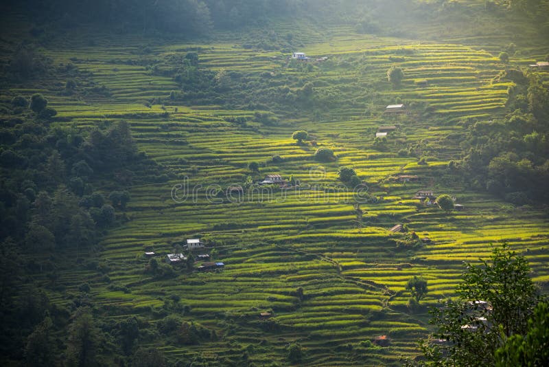 Rice Terraces in Annapurna Conservation Area, Nepal Stock Image - Image ...