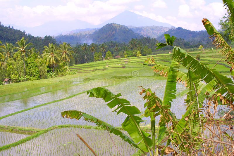 Rice terraces of Asia stock photo. Image of paradise, palmtrees - 1005254