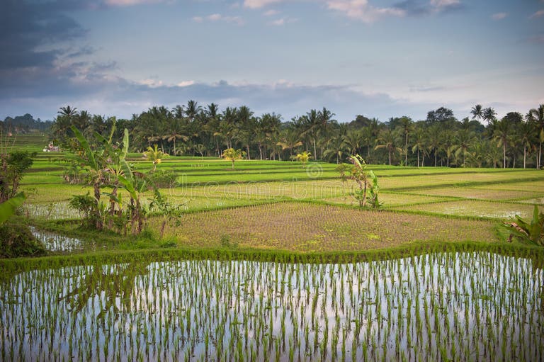 1,690 Lush Rice Terraces Bali Stock Photos - Free & Royalty-Free Stock ...