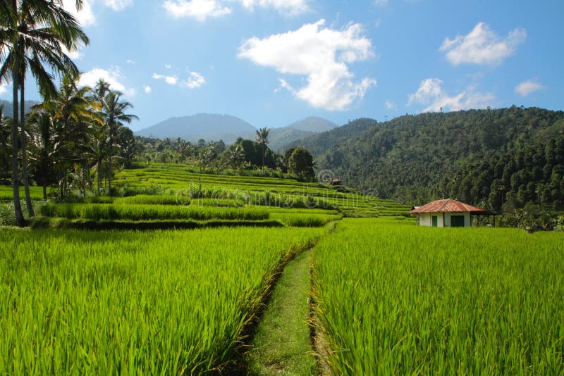 Rice Terraces in Bali stock photo. Image of lush, bali - 24614386
