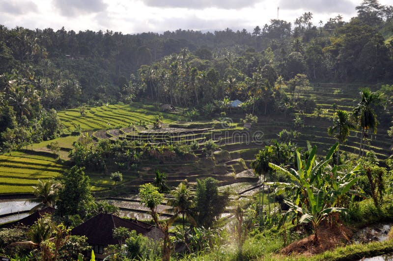 Rice Terraces, Bali, Indonesia Stock Photo - Image of indonesia, asia ...