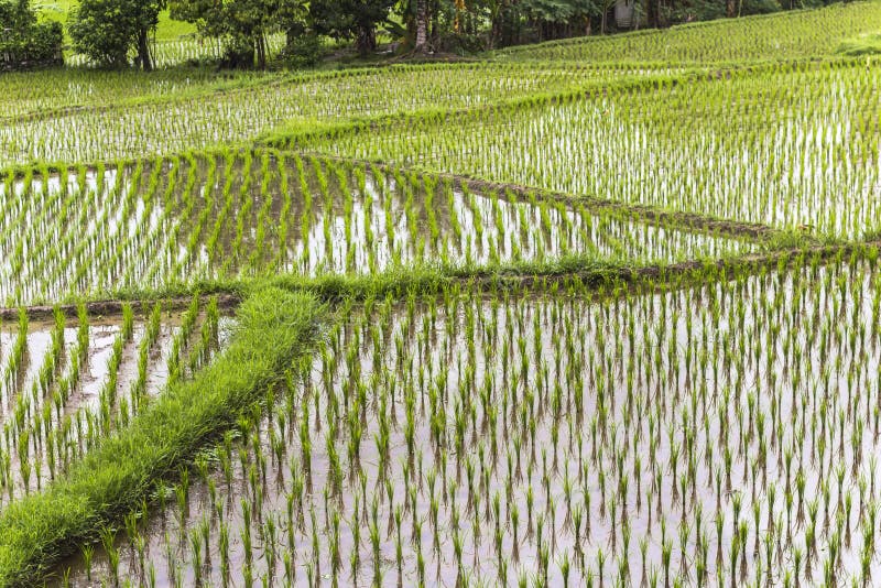 Rice Terraces on Bali, Indonesia Stock Image - Image of grass, bali ...