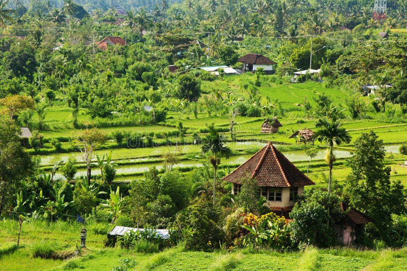 Rice Terraces on Bali Island, Indonesia Stock Photo - Image of nature ...