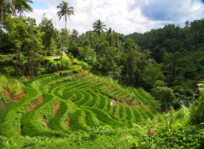 Rice Terraces in Bali Located a Rain Forest Stock Photo - Image of ...