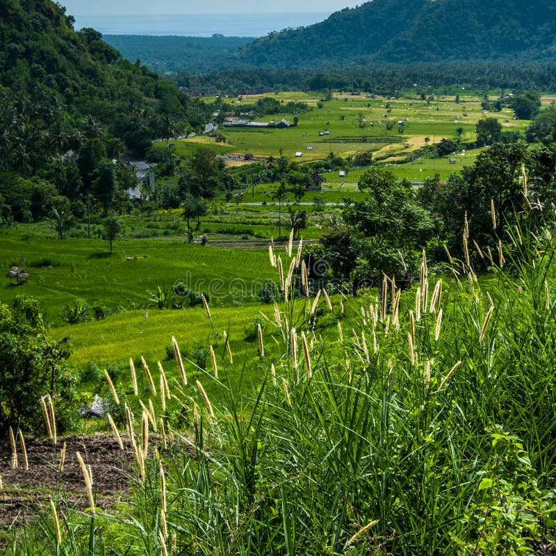 Rice Terraces on Bali. Spikes of Grass in the Foreground Stock Photo ...