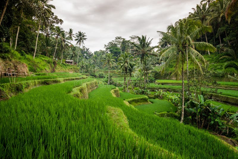Rice Terraces on Bali, Ubud Stock Photo - Image of rice, freedom: 223501482