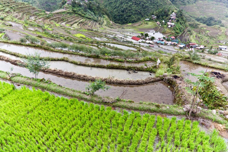 Rice Terraces Batad Philippines Stock Photo - Image of yield, terraces ...