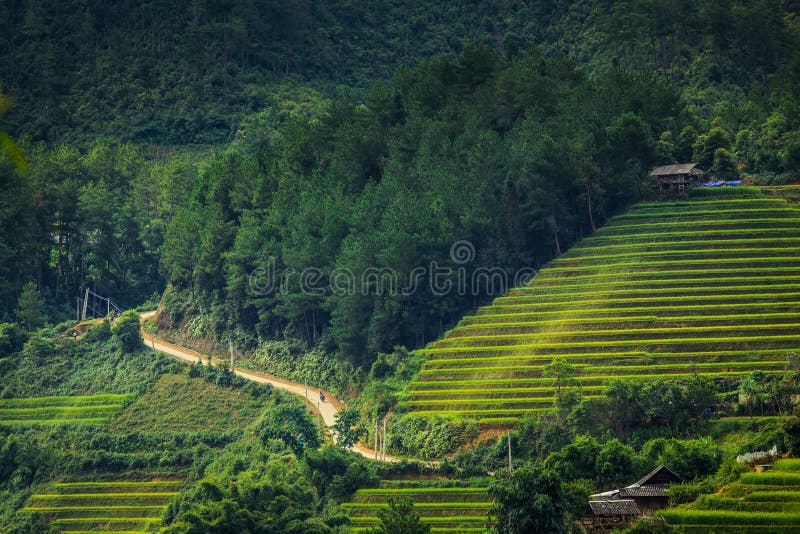 Rice terraces stock photo. Image of field, food, irrigation - 58262094