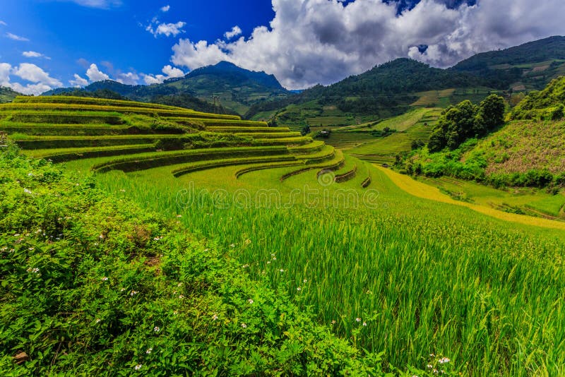 Rice terraces stock image. Image of hill, growing, farm - 58267283