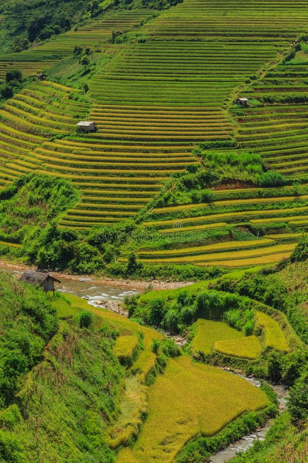 Rice terraces stock photo. Image of island, fields, agriculture - 58267660