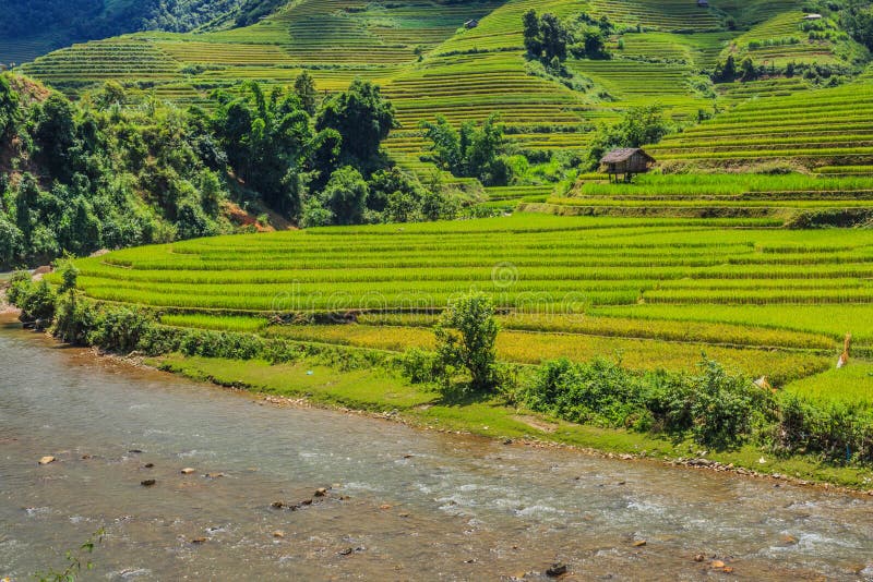 Rice terraces stock image. Image of culture, grain, forest - 58268497
