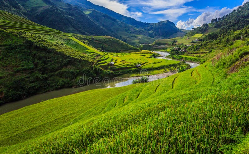 Rice terraces stock photo. Image of farm, food, house - 58271718