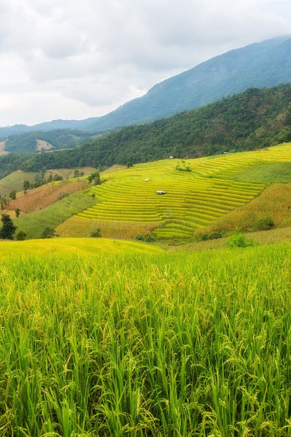 Rice terraces stock photo. Image of destination, thailand - 98004170