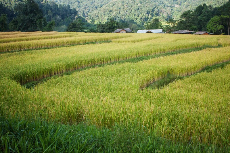 Rice terraces stock photo. Image of balinese, paddy, color - 34890130