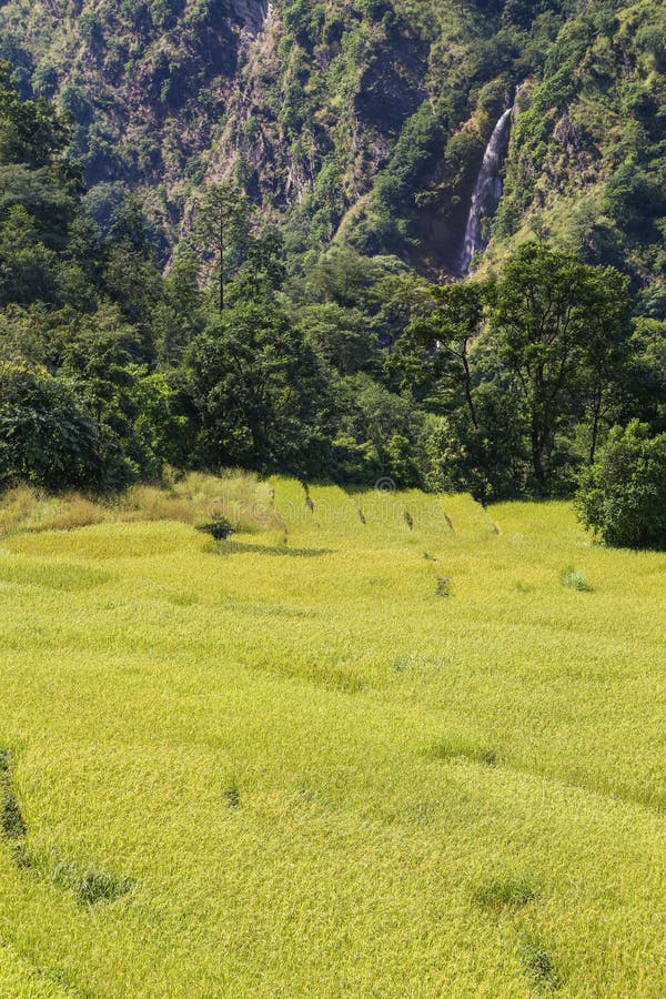 Rice terraces stock image. Image of mountains, climate - 54385665