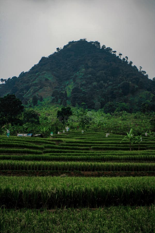 Rice Terraces at the Foot of the Mountain in Bogor Stock Image - Image ...