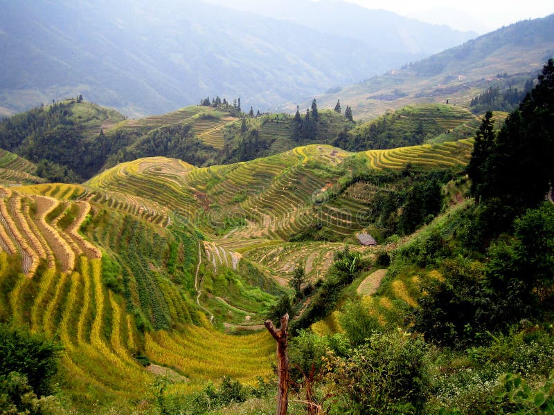 Rice Terraces - Guilin - China Stock Image - Image of irrigation, east ...