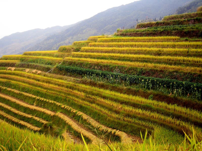 Rice Terraces - Guilin - China Stock Photo - Image of grains, field ...
