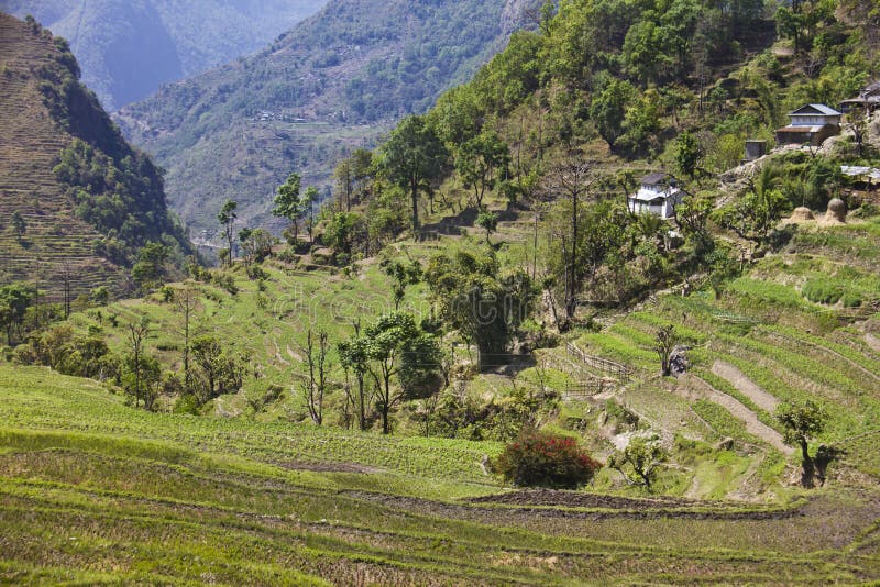 Rice terraces in Himalayas stock image. Image of china - 62317373