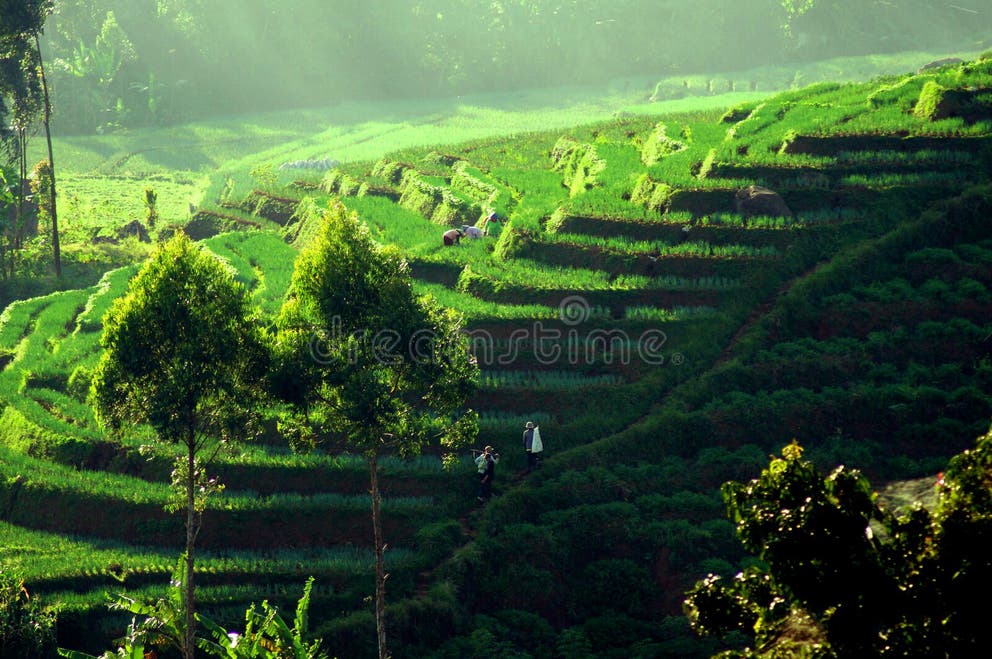 Rice terraces in Java stock photo. Image of clear, fields - 44324642