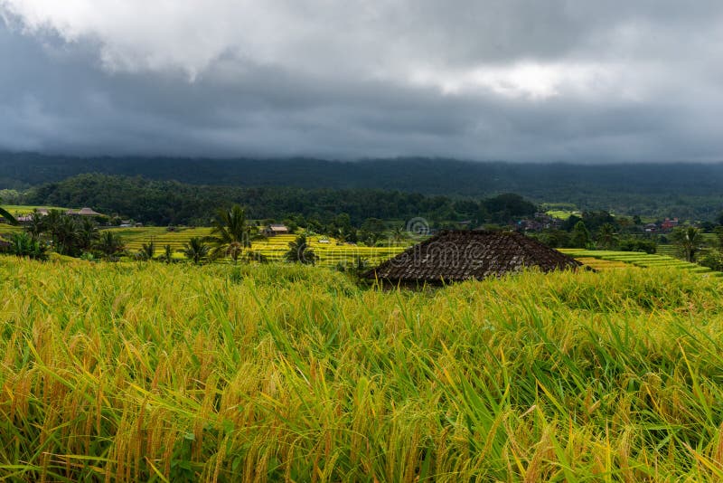 Rice Terraces Landscape. Farmer`s Houses in the Rice Terraces. Stock ...