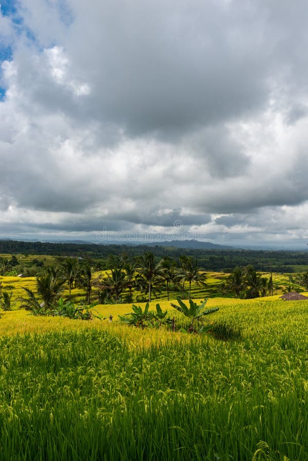 Rice Terraces Landscape. Farmer`s Houses in the Rice Terraces. Stock ...