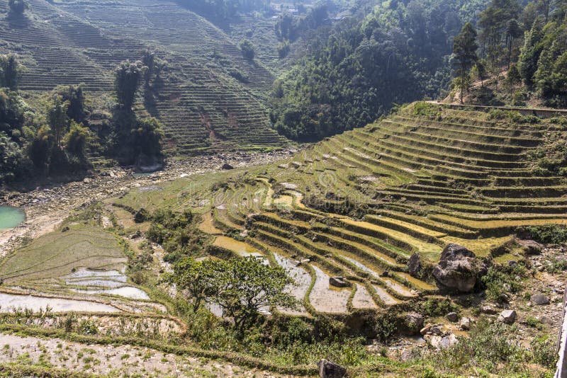Rice Terraces Landscape in Sa Pa Stock Image - Image of horizontal ...