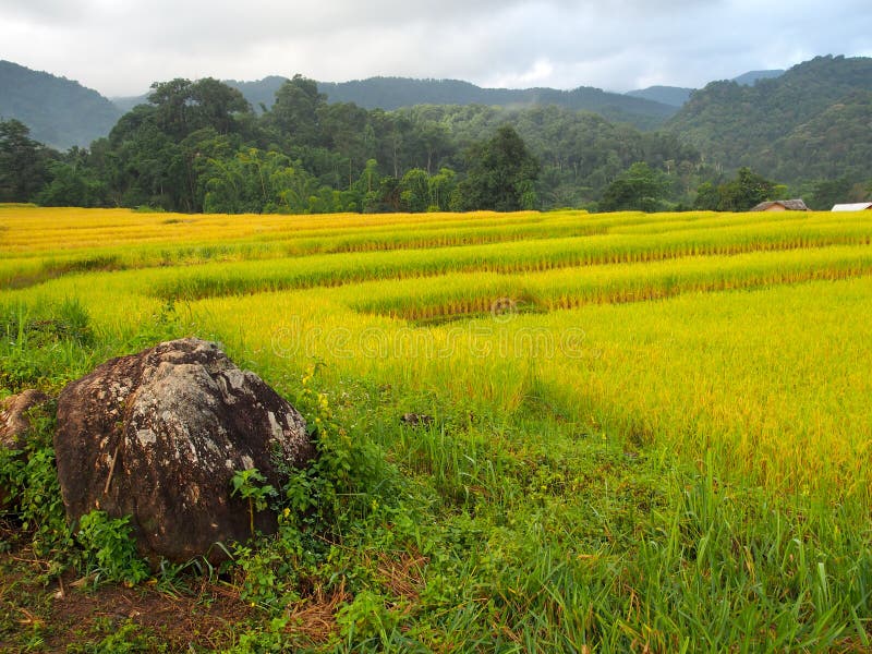Rice terraces stock photo. Image of earth, thailand, field - 46295900