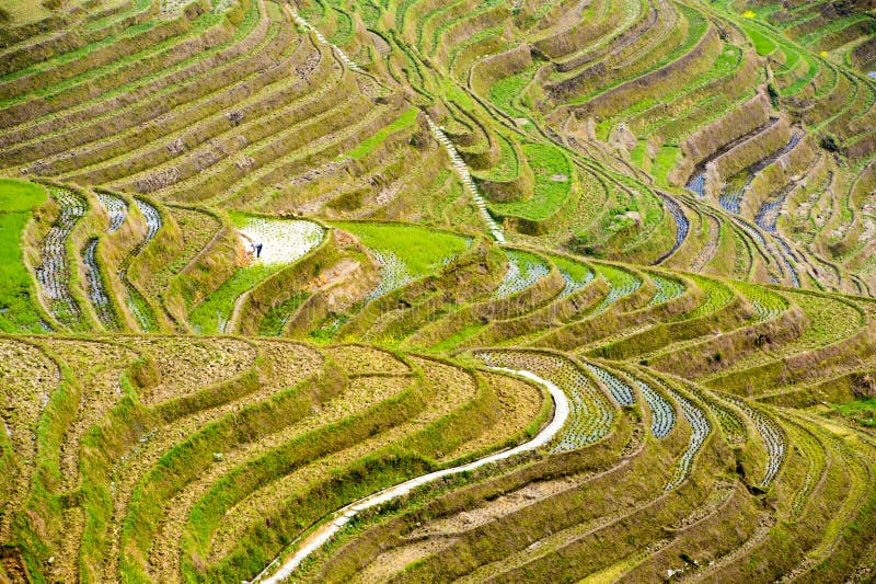 Rice Terraces In Longsheng, China Stock Photo - Image of fields, asia ...