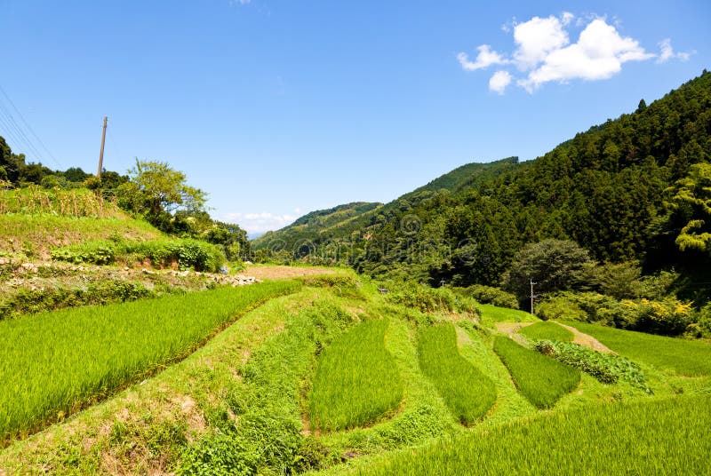 Rice Terraces of the Mountain Stock Photo - Image of asian, farming ...
