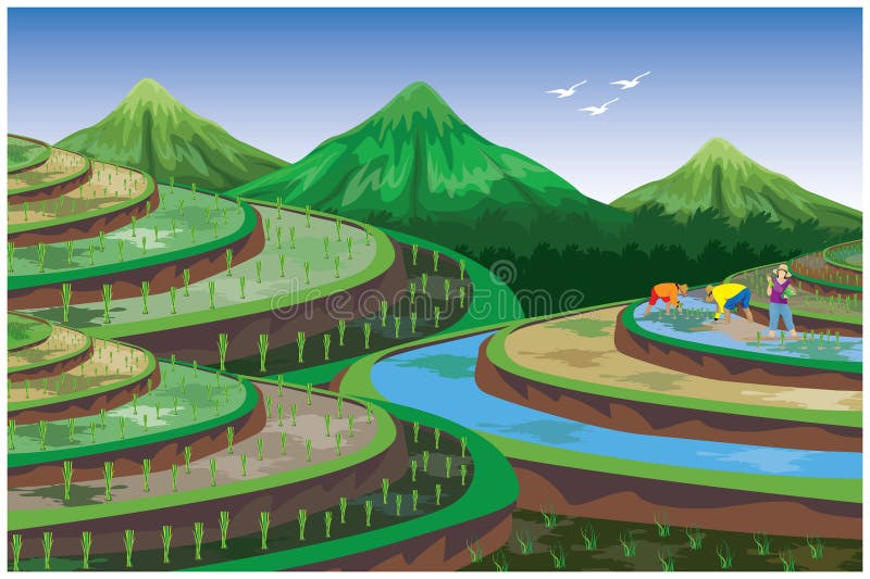 Rice Terraces on the Mountain Design Stock Vector - Illustration of ...