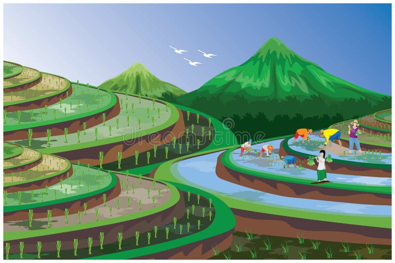 Rice Terraces on the Mountain Design Stock Vector - Illustration of ...