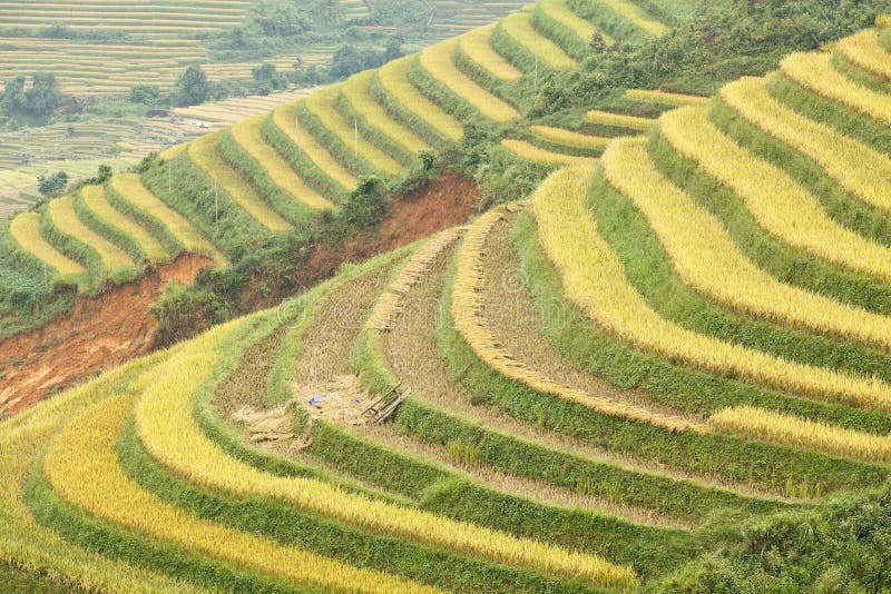 Rice Terraces in the Mountains Stock Image - Image of green, ecology ...