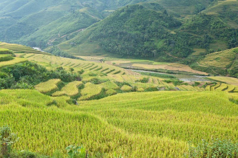 Rice Terraces in the Mountains Stock Photo - Image of nutrition, earth ...