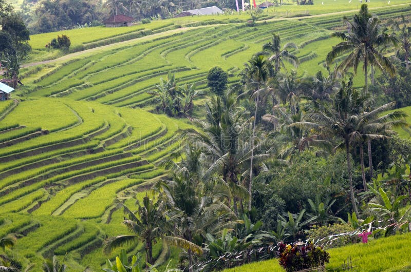 Rice Terraces and Palm Trees. Bali, Indonesia Stock Photo - Image of ...
