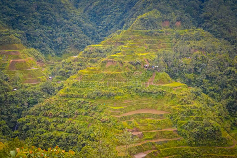Rice Terraces in Philippines Stock Image - Image of asia, vegetation ...