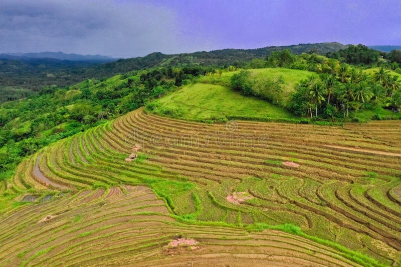 Rice Terraces in the Philippines. Rice Cultivation in the North of the ...