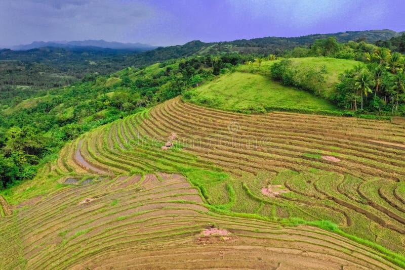 Rice Terraces in the Philippines. the Village is in a Valley among the ...