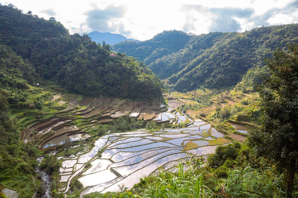 Rice Terraces in Philippines. Rice Paddies Valley of Batad, Philippines ...