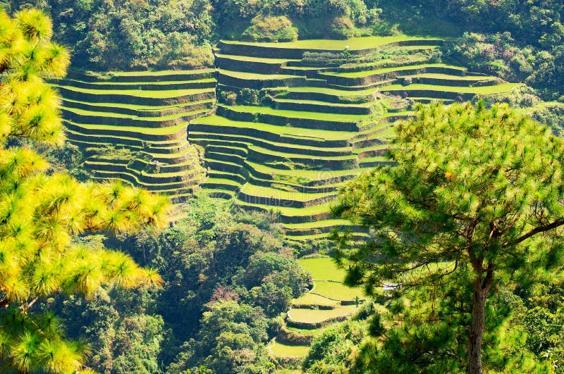 Rice Terraces in the Philippines. Rice Cultivation in the North Stock ...